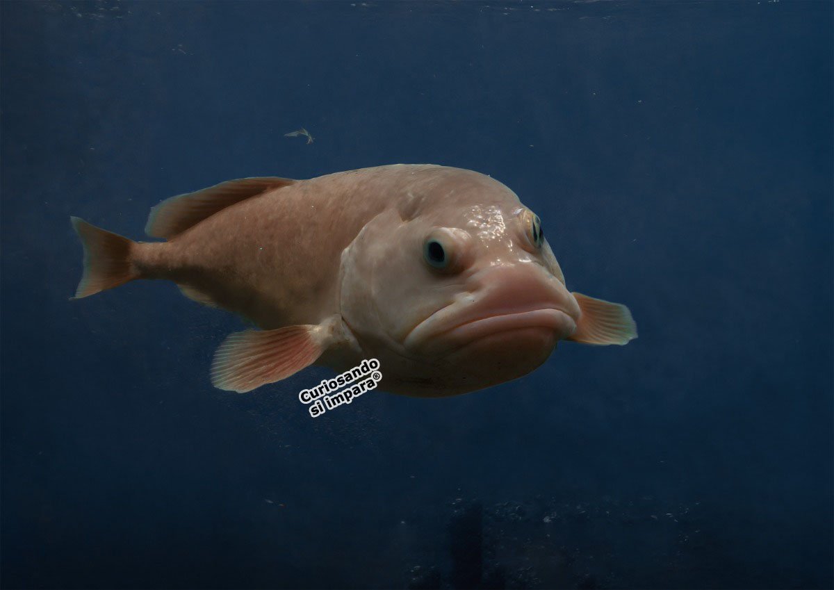 Il Pesce Blob: il simbolo della lotta per la conservazione degli ...