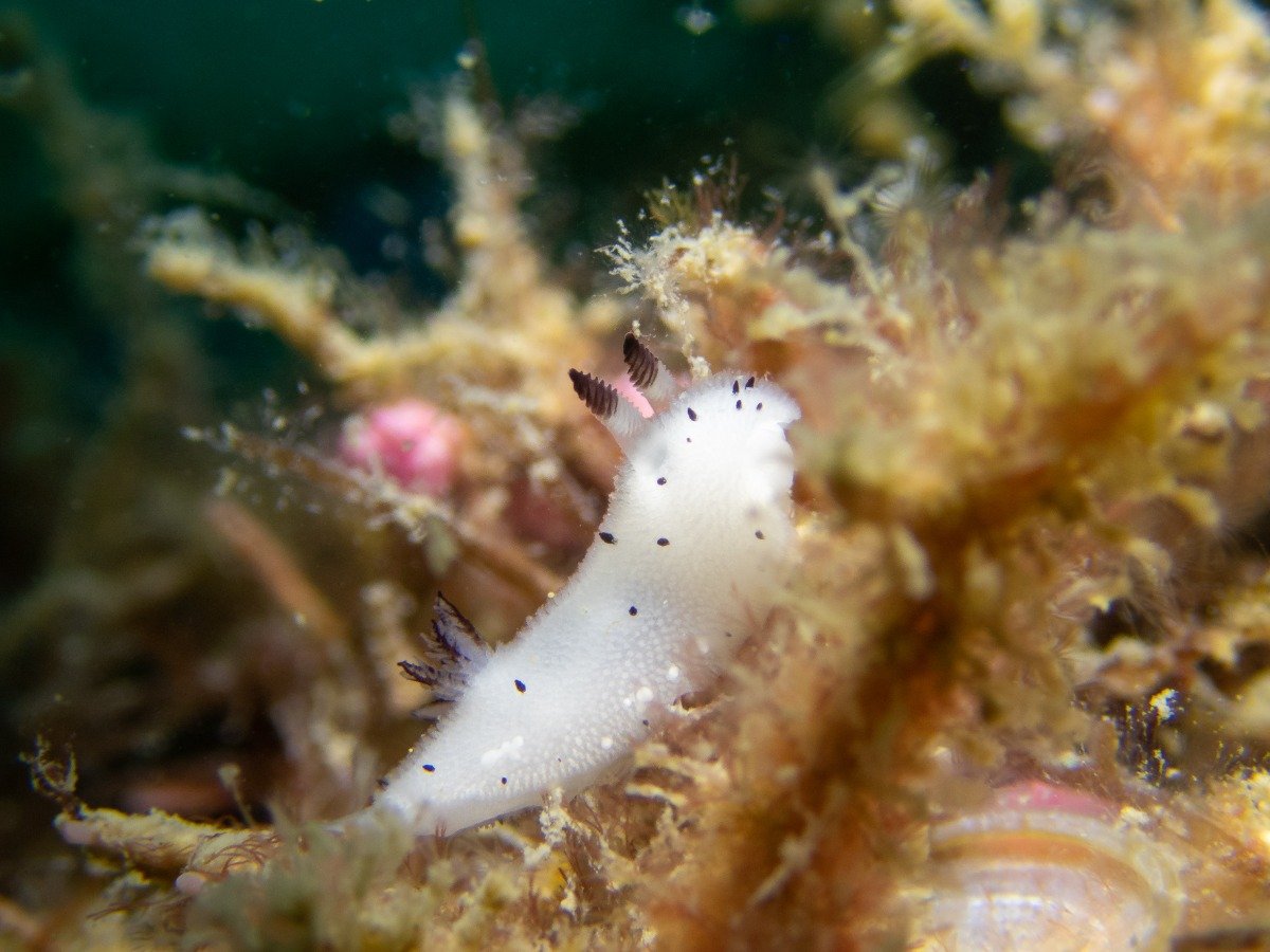 Coniglio di mare, l'animale marino più tenero al mondo - Curiosando si ...