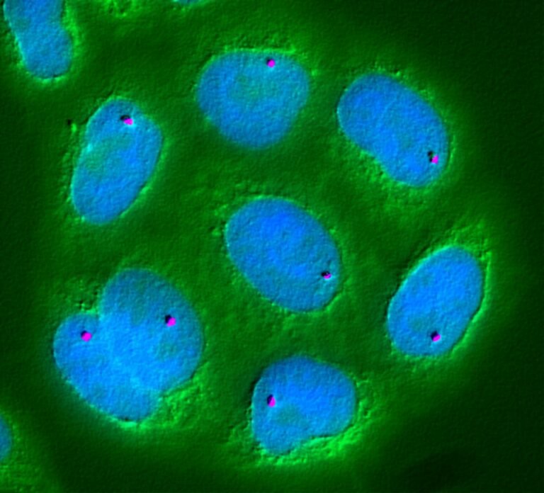 Caratteristiche principali della cellula eucariote e dei suoi organelli ...