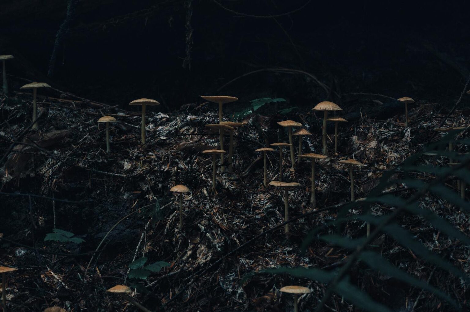 funghi - Curiosando si impara