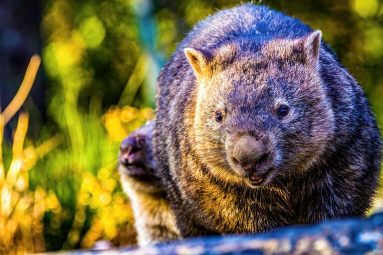 Perché i wombat fanno la cacca a forma di cubo - Curiosando si impara