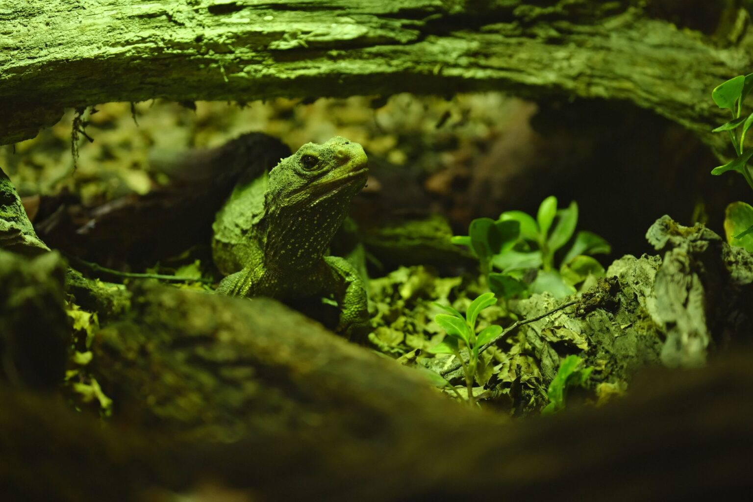 tuatara - Curiosando si impara